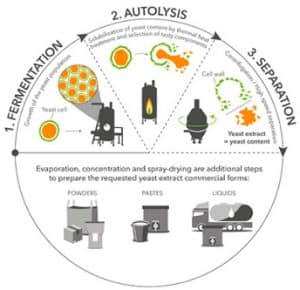 What is Yeast Extract ? | BioSpringer