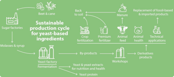 What is yeast extract ingredient in food products?