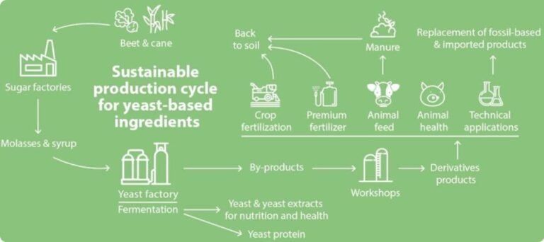 What is yeast extract?
